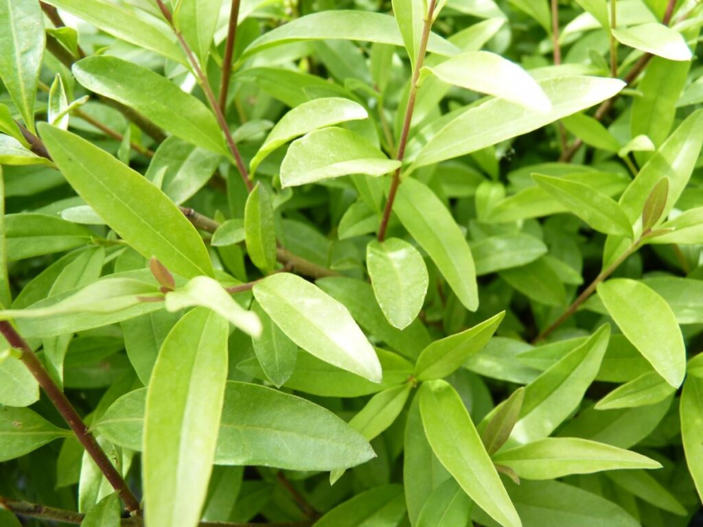 Zwergliguster (Ligustrum vulgare Lodense) günstig kaufen