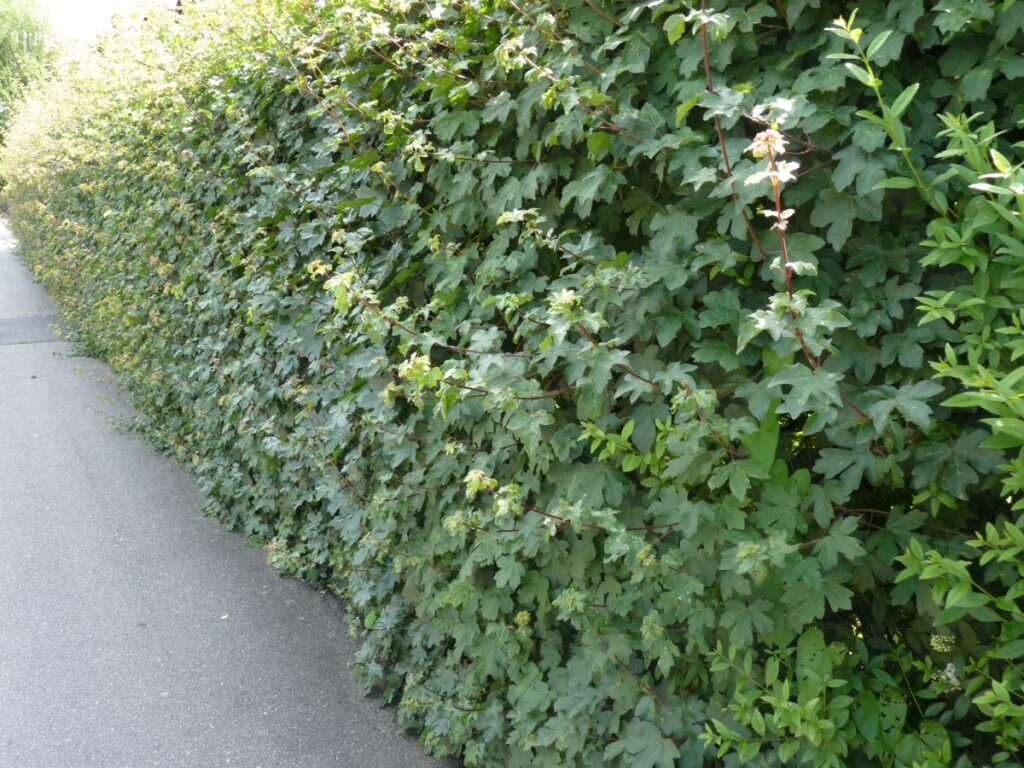 Wunderbar Acer Campestre Hecke Fotos