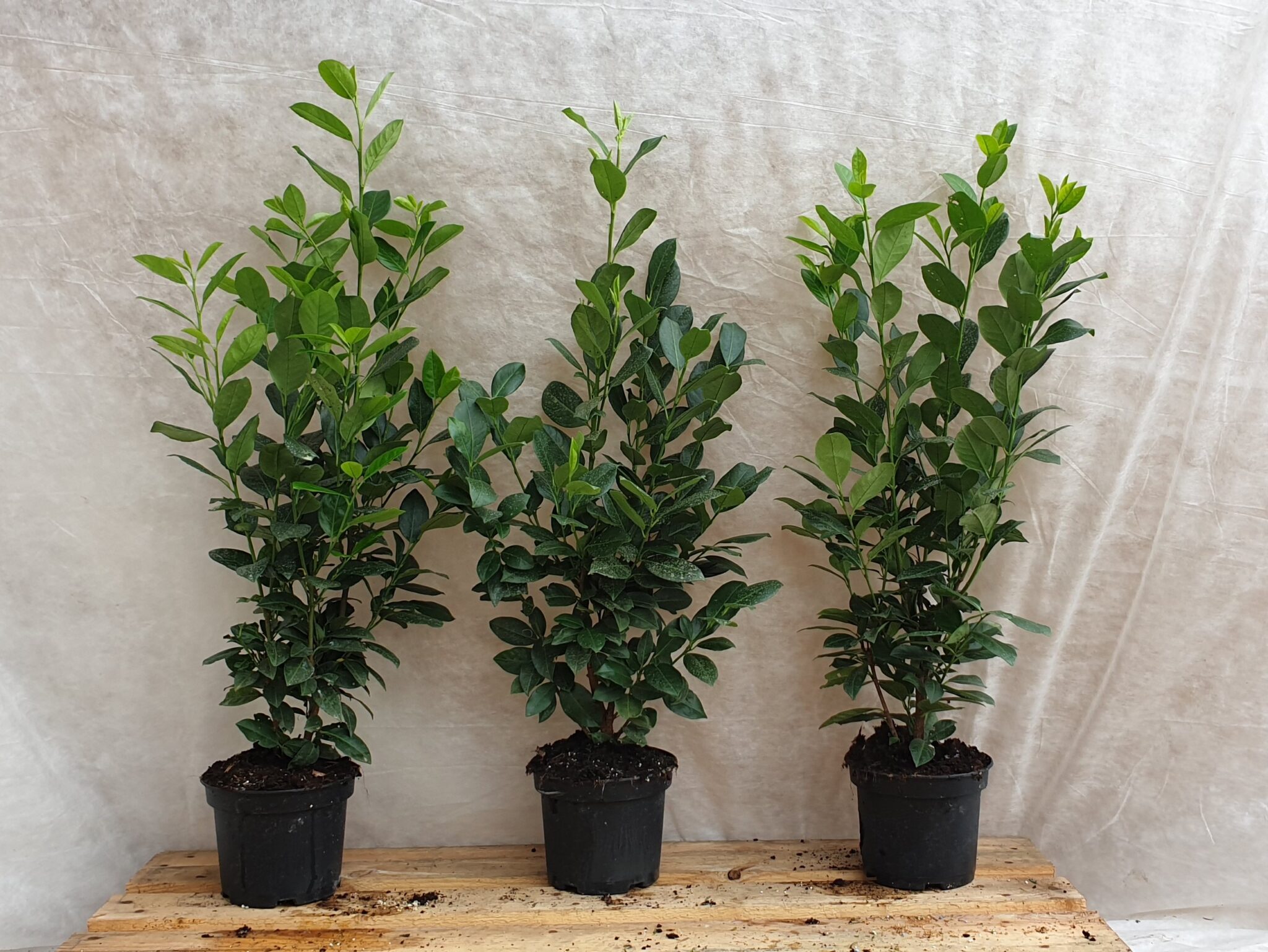 Prunus lauroceraus 'Obelisk' Archive - Pflanzenversand24
